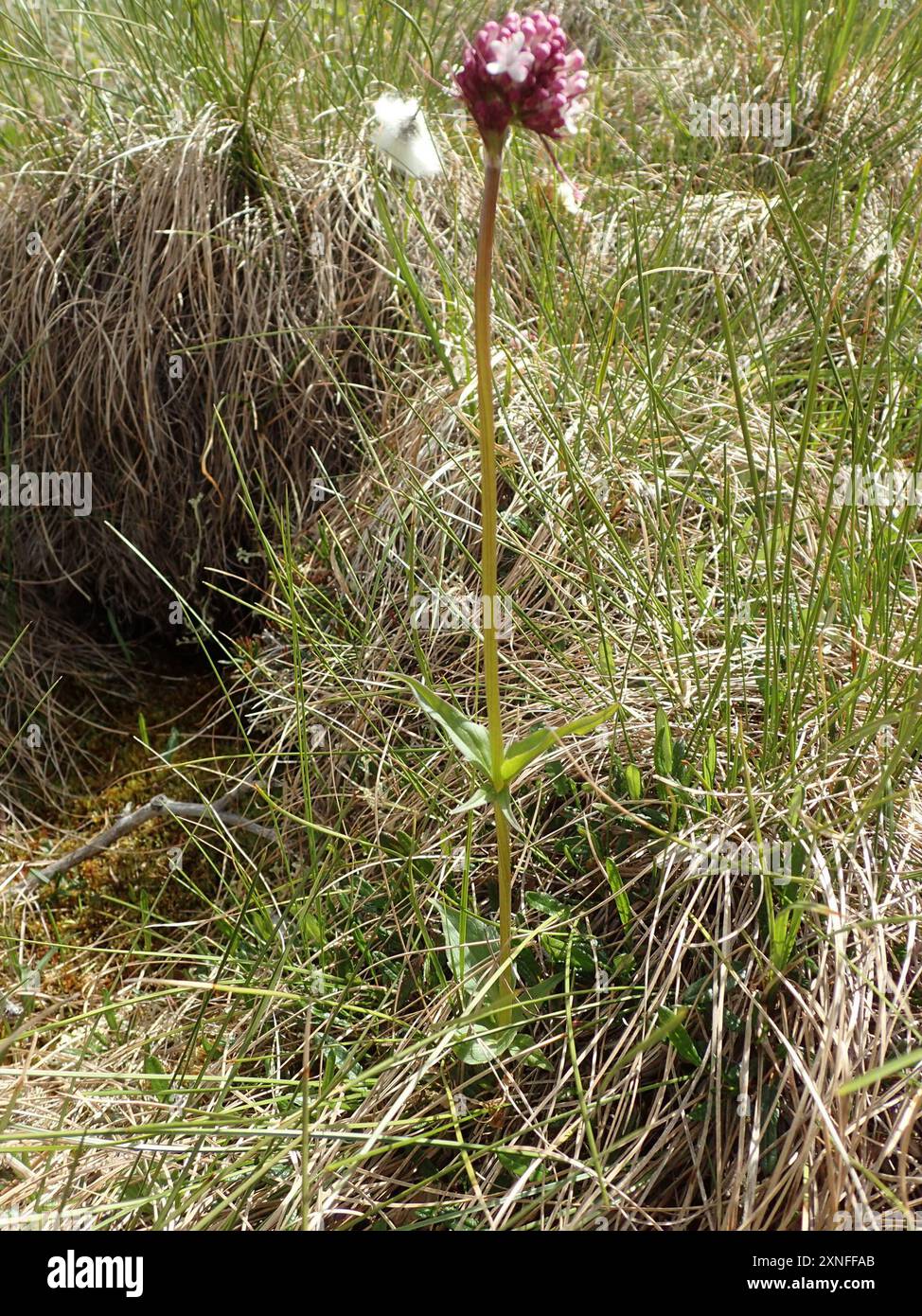 Capitate Valerian (Valeriana capitata) Plantae Stock Photo - Alamy