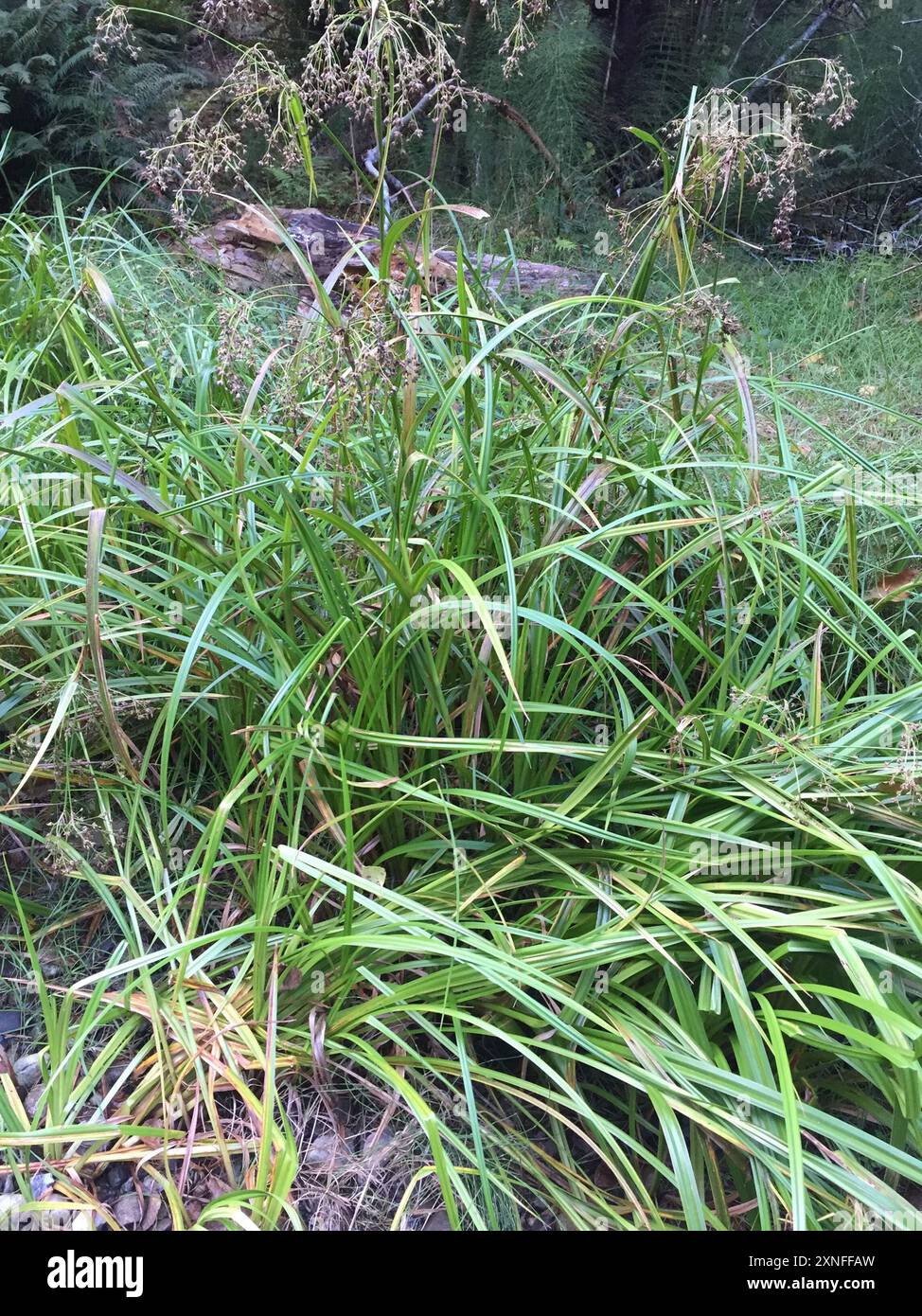 Panicled Bulrush (Scirpus microcarpus) Plantae Stock Photo - Alamy