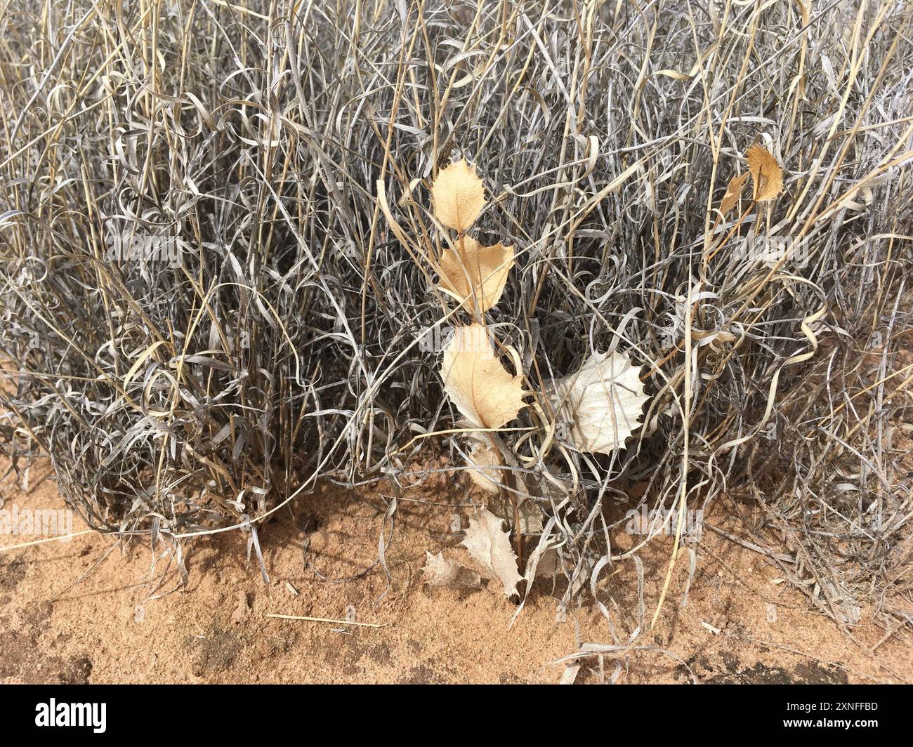 dwarf desert peony (Acourtia nana) Plantae Stock Photo - Alamy