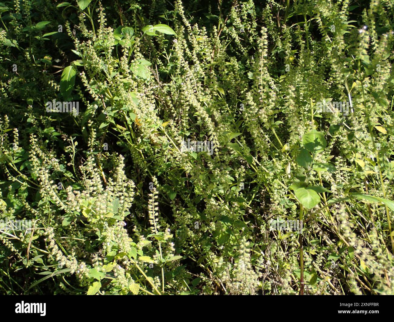 Mini-shiso (Mosla scabra) Plantae Stock Photo - Alamy