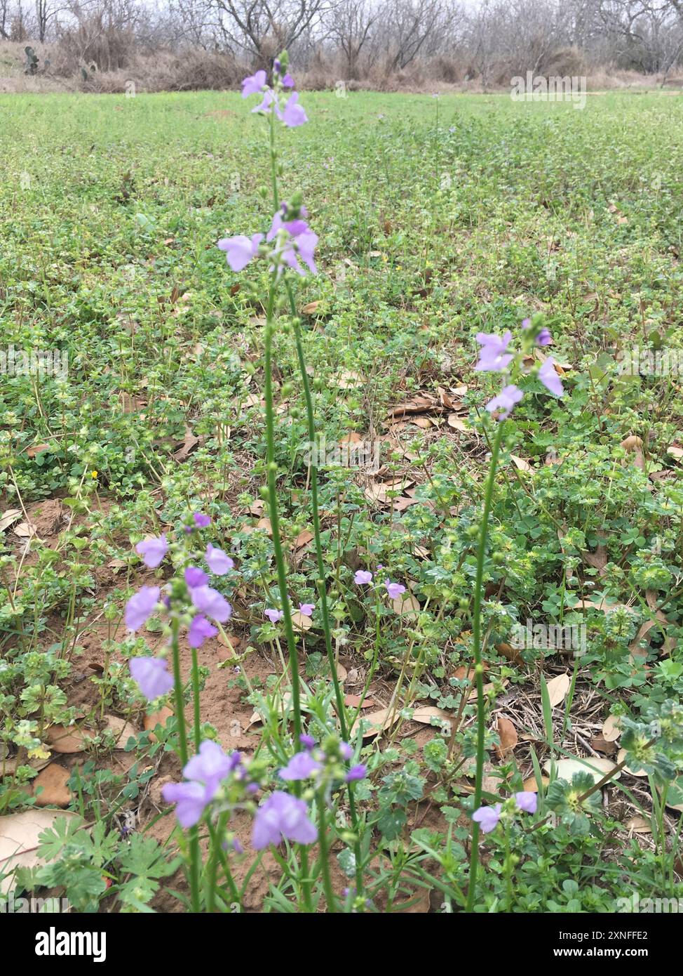 Texas toadflax (Nuttallanthus texanus) Plantae Stock Photo - Alamy