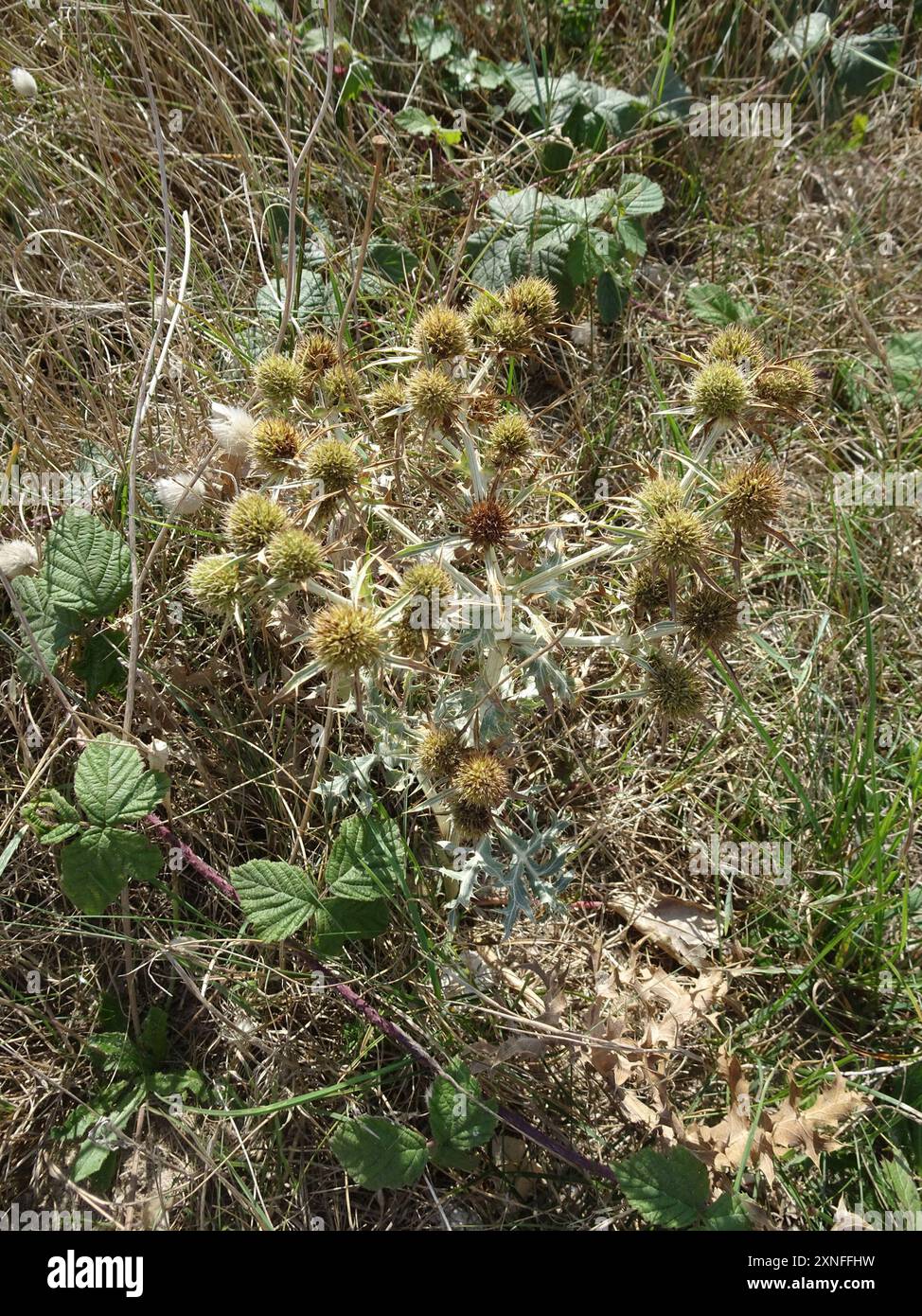 Field Eryngo (Eryngium campestre) Plantae Stock Photo - Alamy