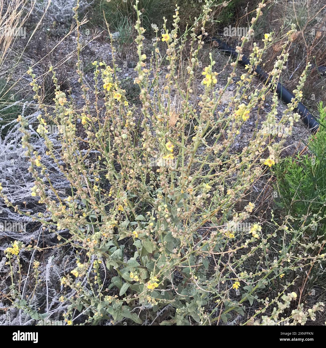 wavyleaf mullein (Verbascum sinuatum) Plantae Stock Photo - Alamy