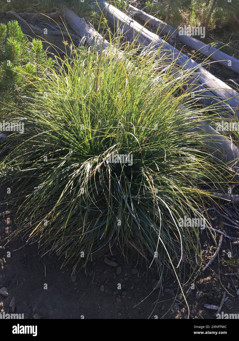common beargrass (Xerophyllum tenax) Plantae Stock Photo - Alamy