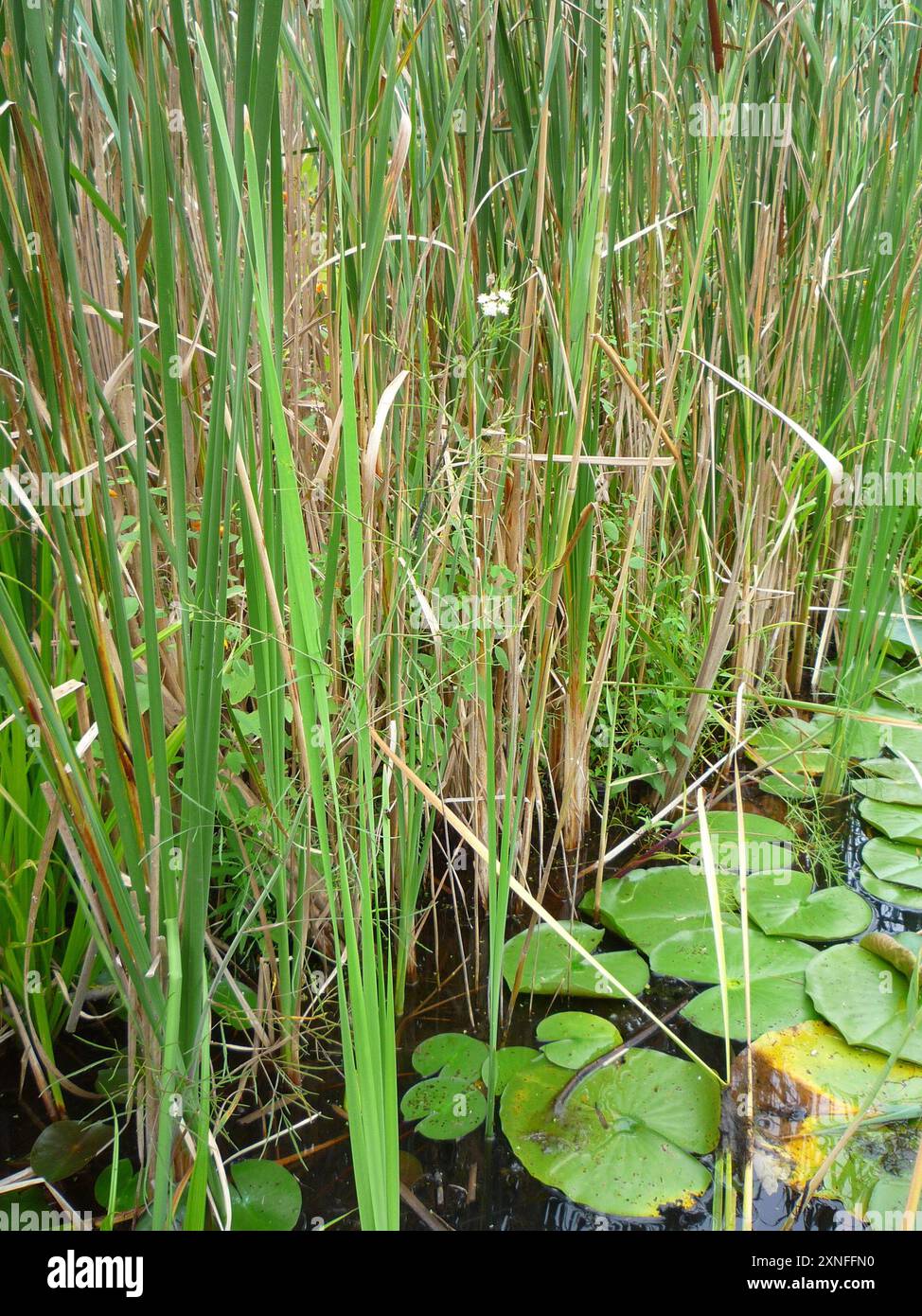 bulblet-bearing water hemlock (Cicuta bulbifera) Plantae Stock Photo ...