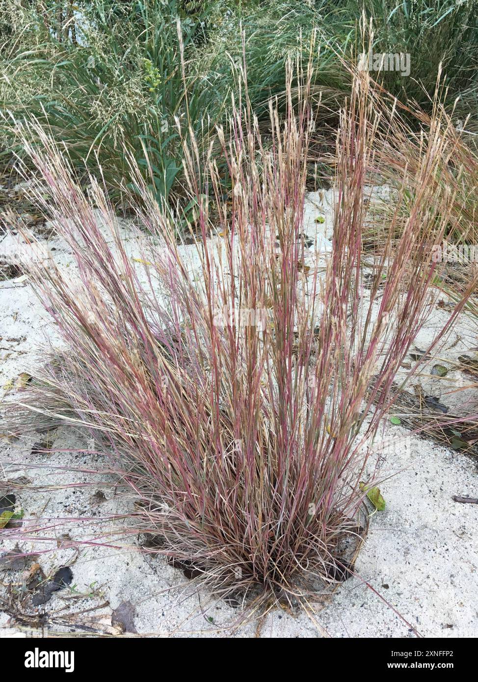 little bluestem (Schizachyrium scoparium) Plantae Stock Photo - Alamy