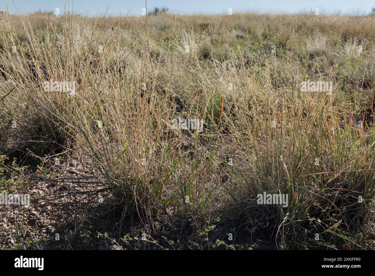Sideoats Grama (Bouteloua curtipendula) Plantae Stock Photo - Alamy