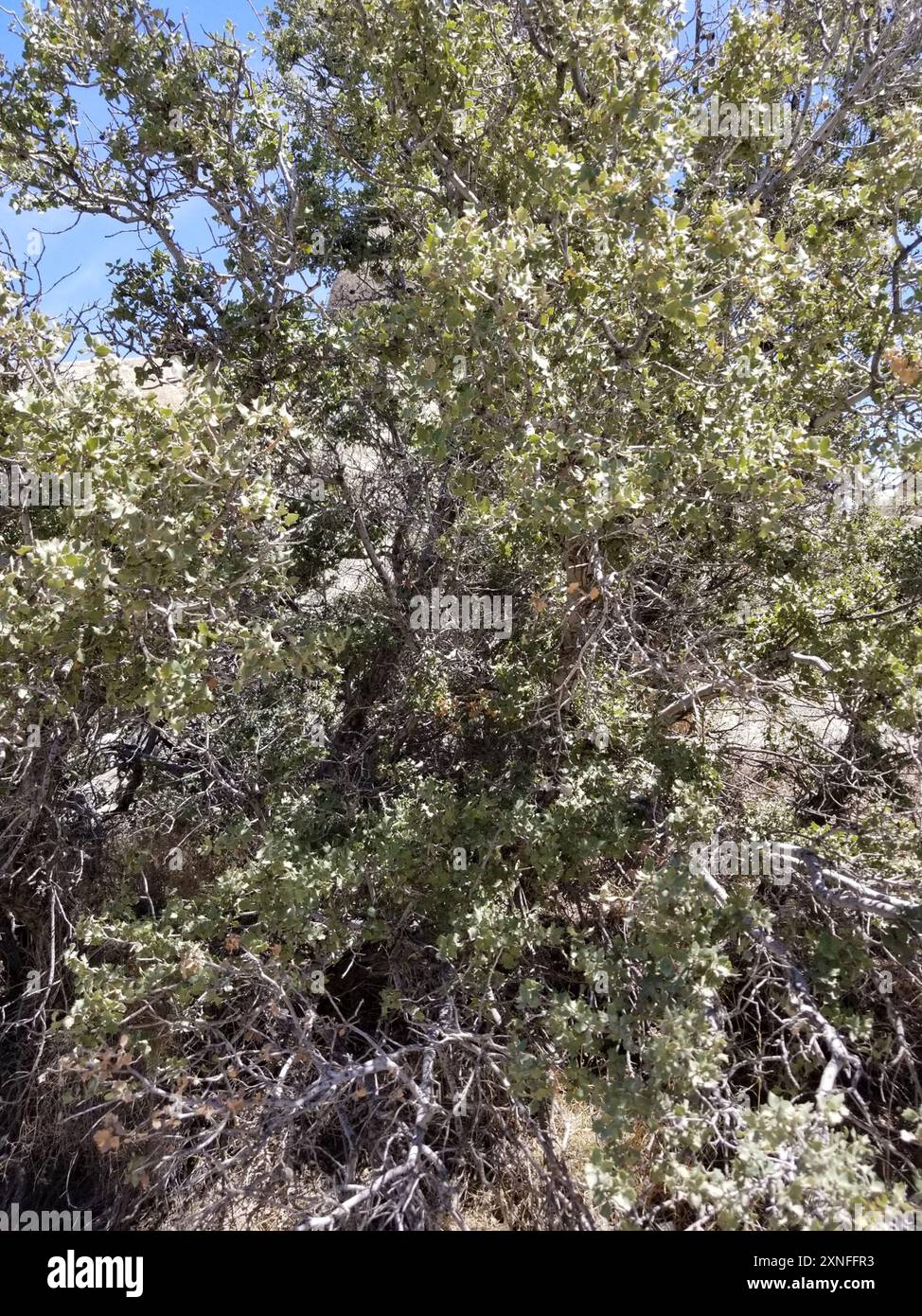 Muller's oak (Quercus cornelius-mulleri) Plantae Stock Photo - Alamy
