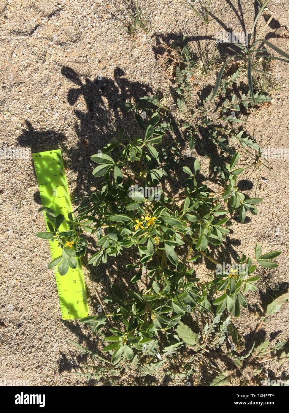 Mojave stinkweed (Cleomella obtusifolia) Plantae Stock Photo - Alamy