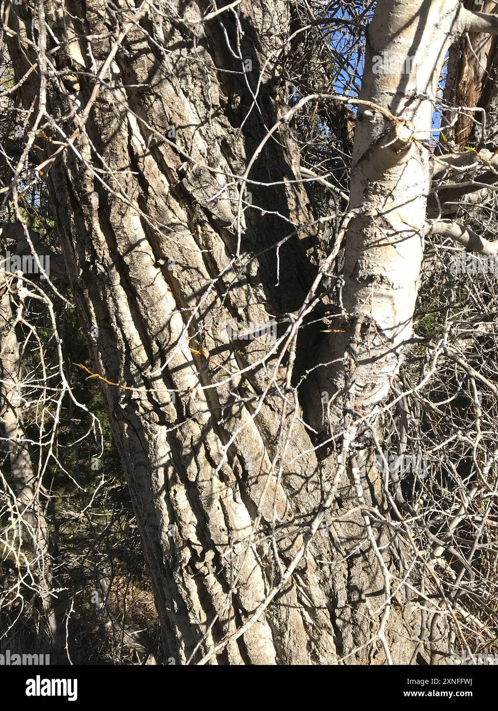 Eastern Cottonwood (Populus deltoides) Plantae Stock Photo - Alamy
