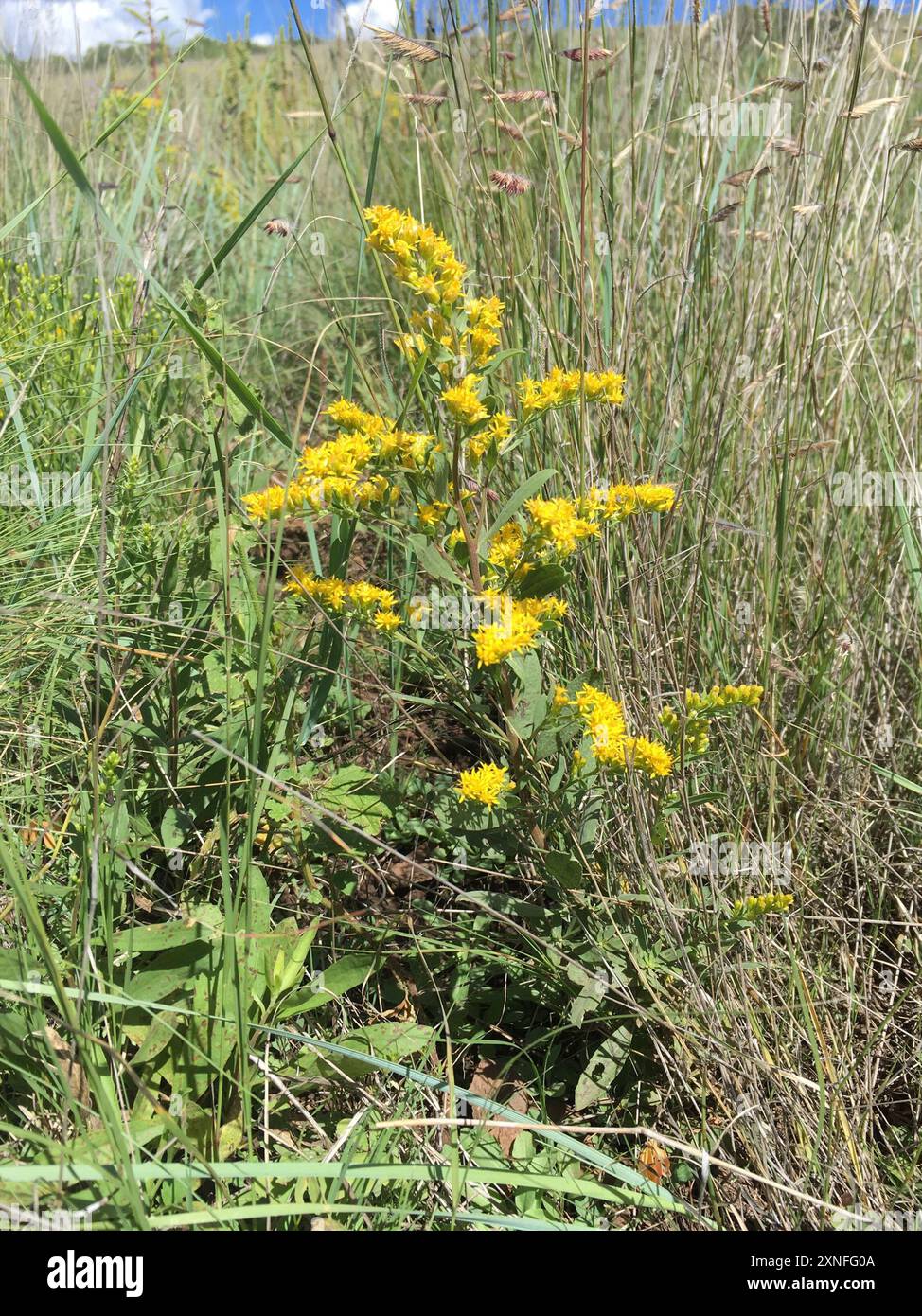 velvety goldenrod (Solidago velutina) Plantae Stock Photo - Alamy