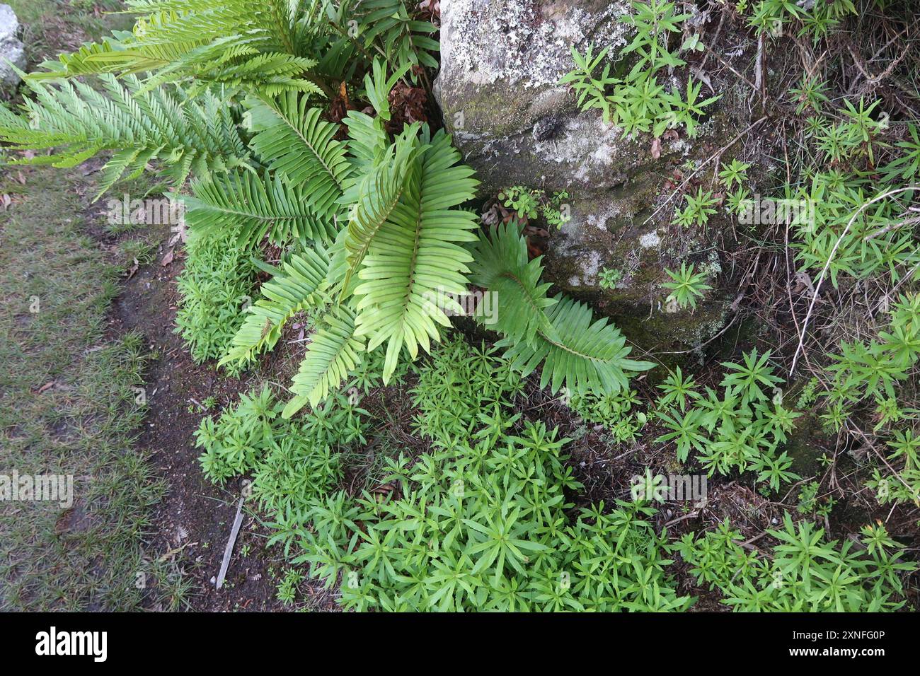 Leathery Hard Fern (Lomariocycas tabularis) Plantae Stock Photo - Alamy