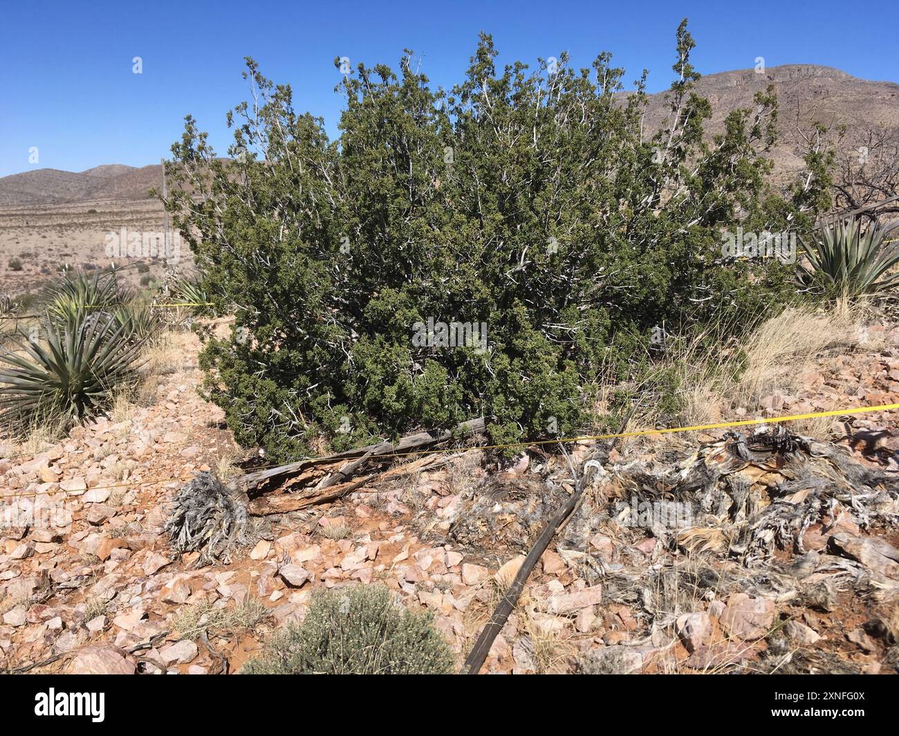 redberry juniper (Juniperus arizonica) Plantae Stock Photo - Alamy