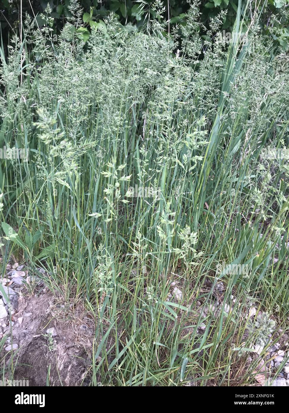 Bulbous Bluegrass (Poa bulbosa) Plantae Stock Photo - Alamy