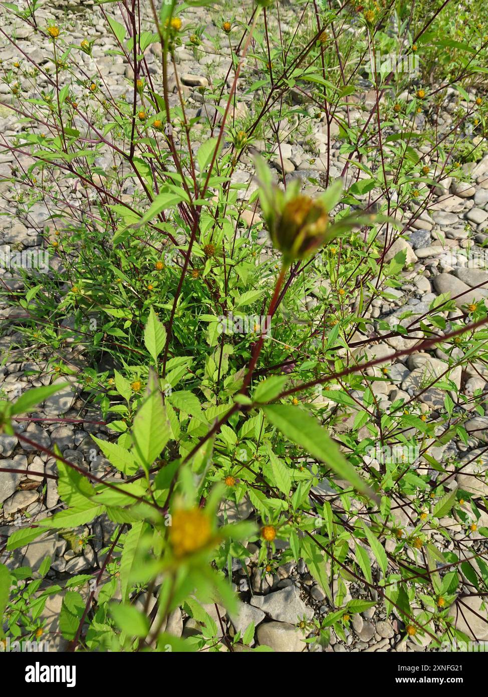 Devil's Beggarticks (Bidens frondosa) Plantae Stock Photo - Alamy