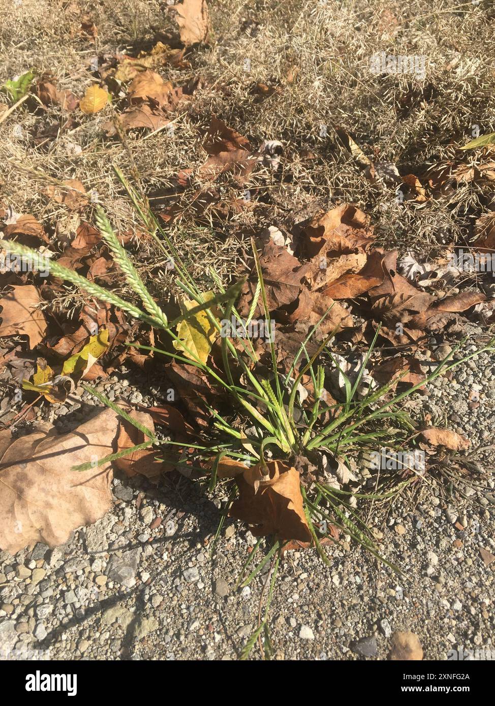 Goose Grass (Eleusine indica) Plantae Stock Photo - Alamy