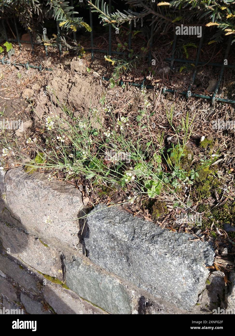 mouse-ear cress (Arabidopsis thaliana) Plantae Stock Photo - Alamy