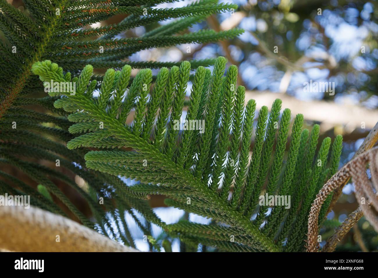 Branch of Norfolk Island pine. Bright foliage from a mature tree of ...
