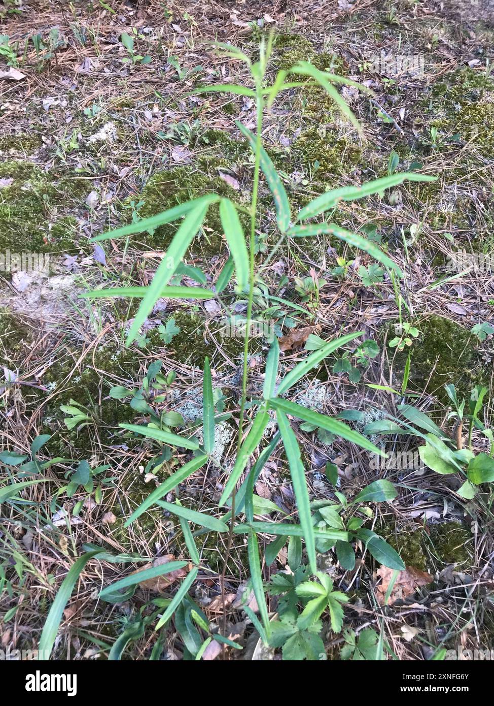 panicled ticktrefoil (Desmodium paniculatum) Plantae Stock Photo - Alamy
