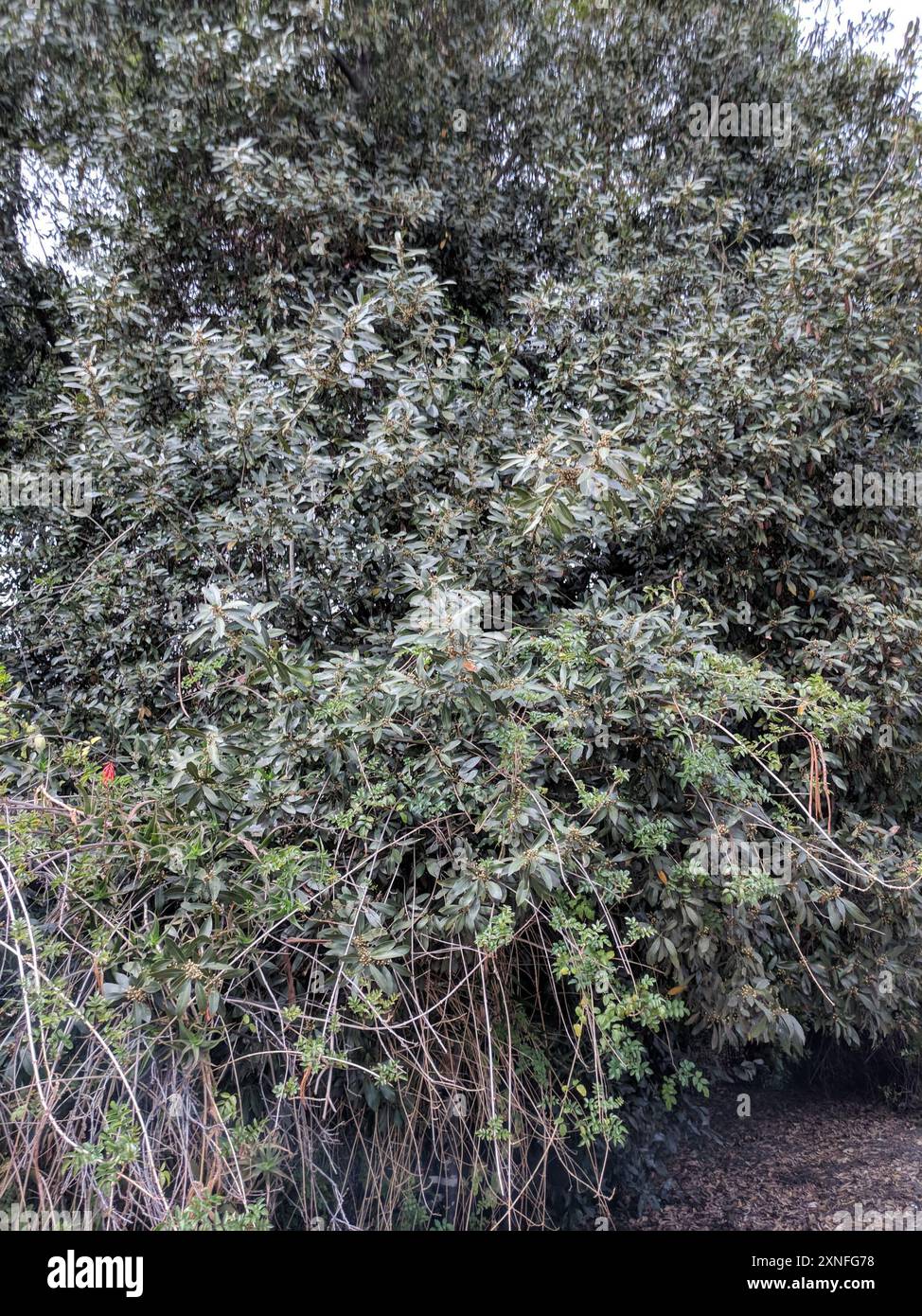 Pyriform Scale (Protopulvinaria pyriformis) Insecta Stock Photo - Alamy