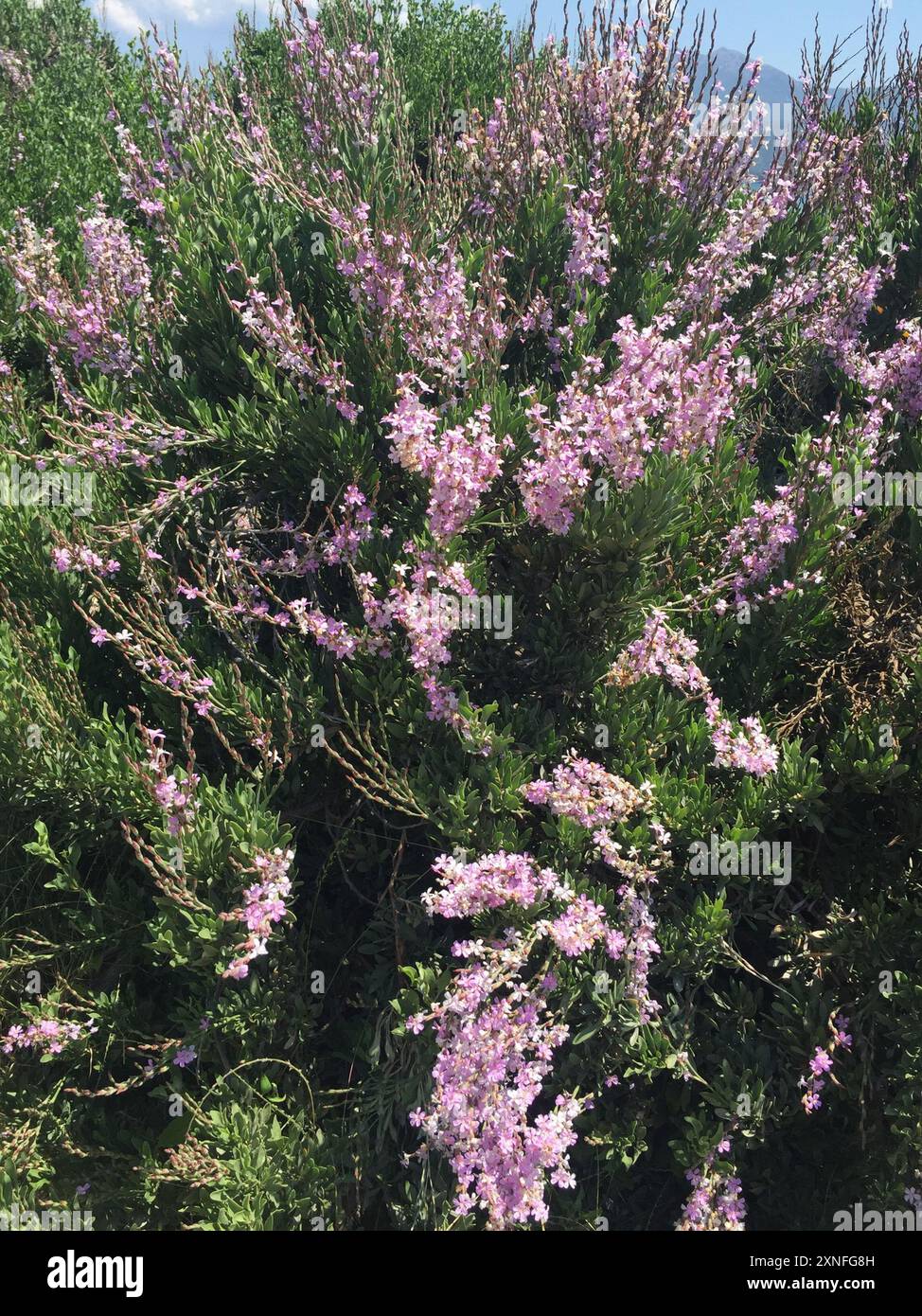 (Limoniastrum monopetalum) Plantae Stock Photo - Alamy