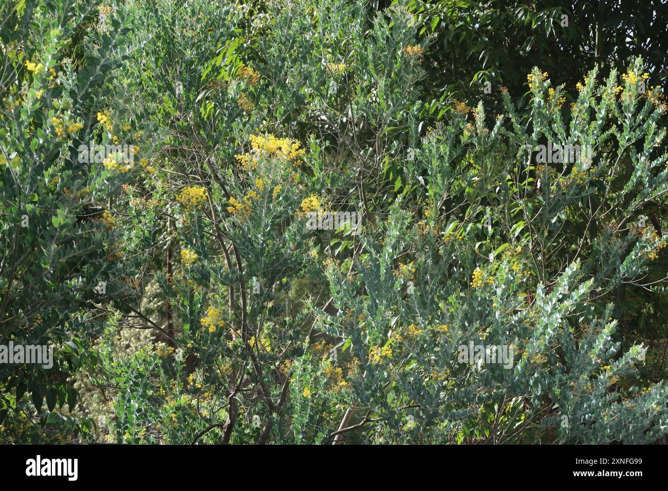 Queensland silver wattle (Acacia podalyriifolia) Plantae Stock Photo ...
