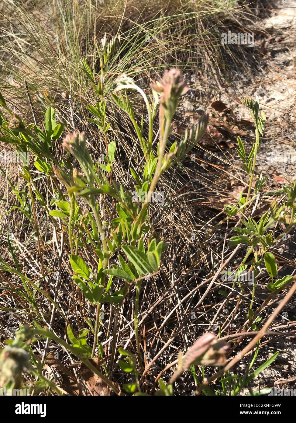 poison sumac (Toxicodendron vernix) Plantae Stock Photo - Alamy
