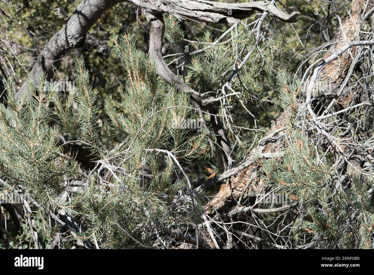 singleleaf pinyon (Pinus monophylla) Plantae Stock Photo - Alamy