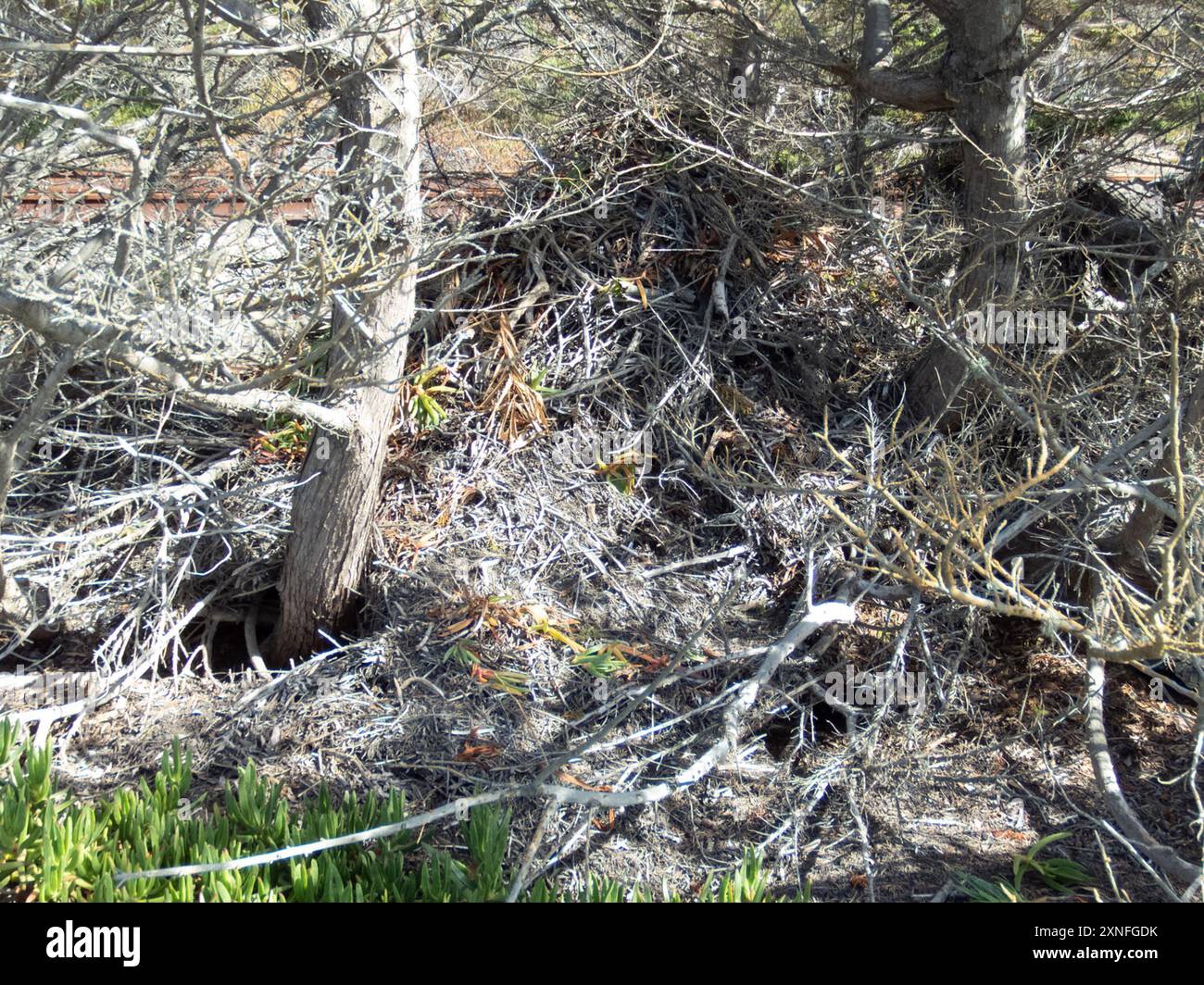 Big eared woodrat neotoma macrotis hi-res stock photography and images ...