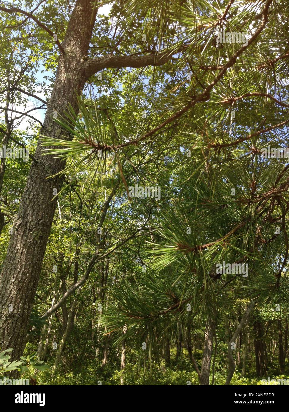pitch pine (Pinus rigida) Plantae Stock Photo - Alamy
