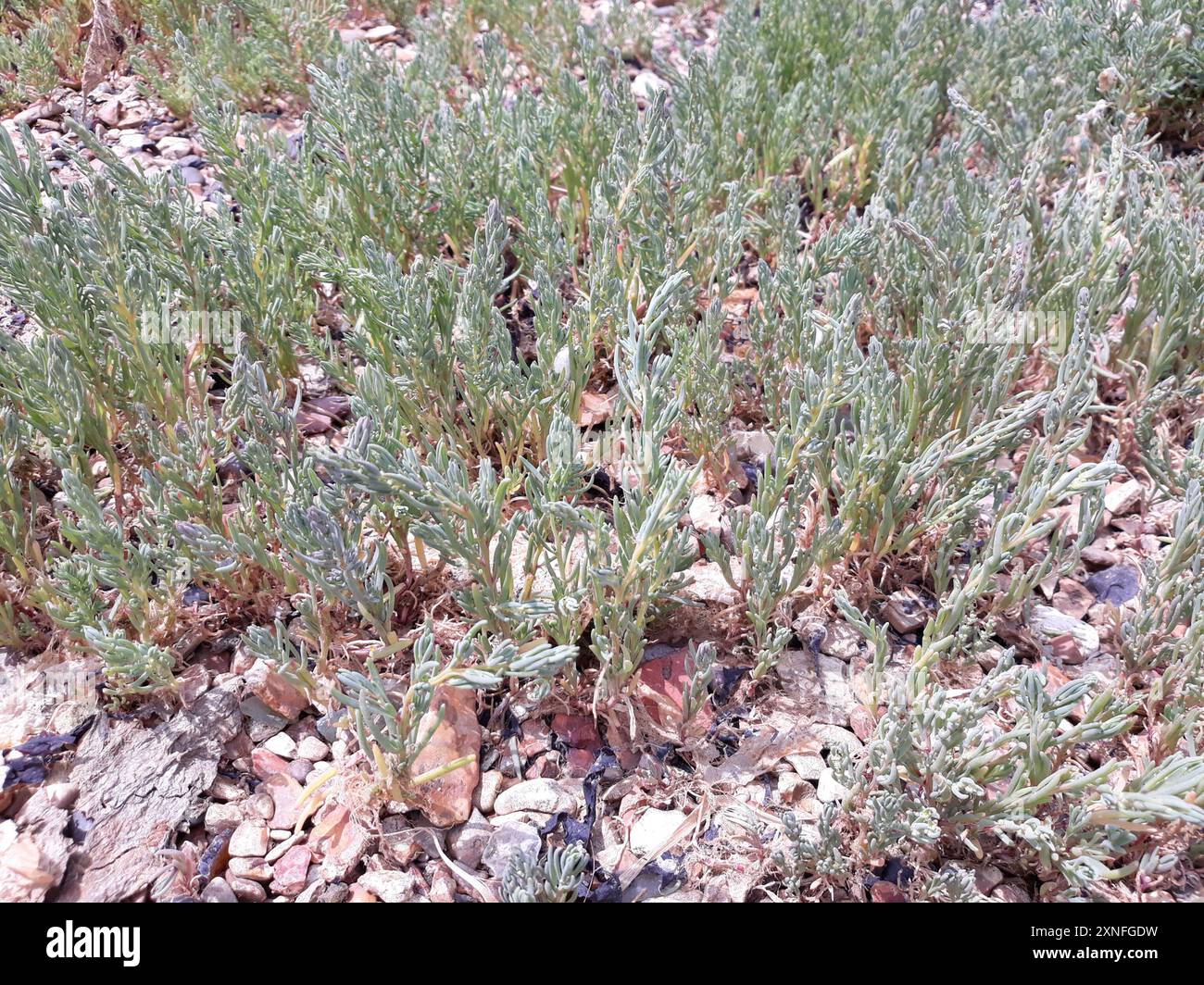 Herbaceous Seepweed (Suaeda maritima) Plantae Stock Photo - Alamy
