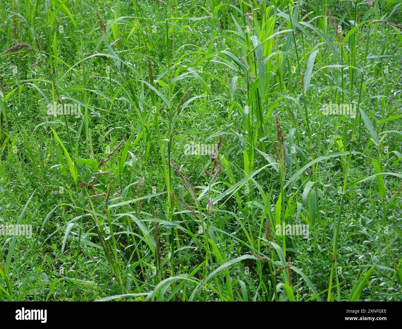 Barnyard Grasses (Echinochloa) Plantae Stock Photo - Alamy