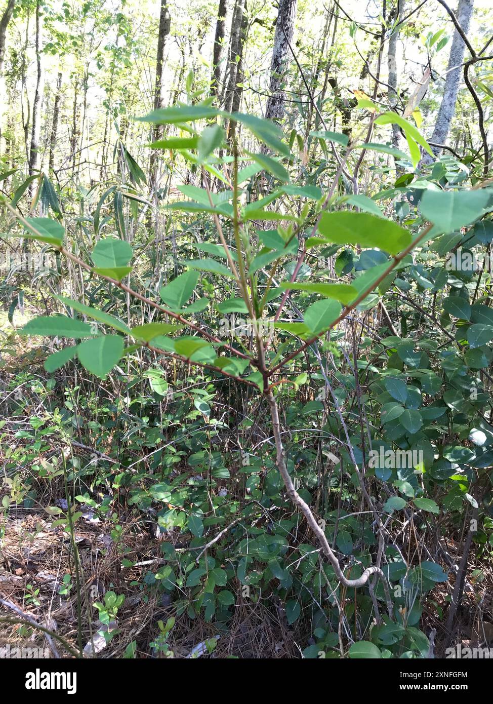 poison sumac (Toxicodendron vernix) Plantae Stock Photo - Alamy