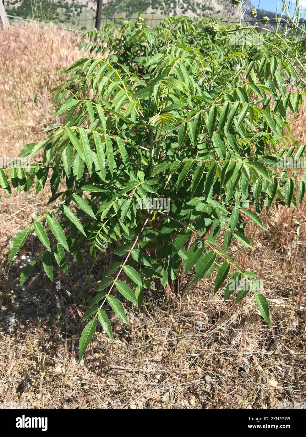 smooth sumac (Rhus glabra) Plantae Stock Photo - Alamy
