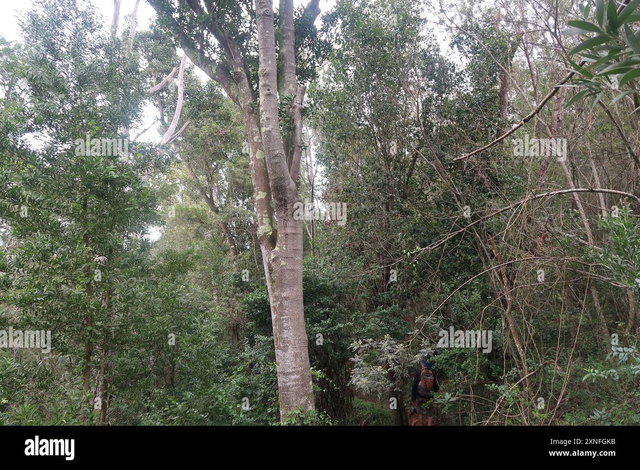 Cape beech (Rapanea melanophloeos) Plantae Stock Photo - Alamy