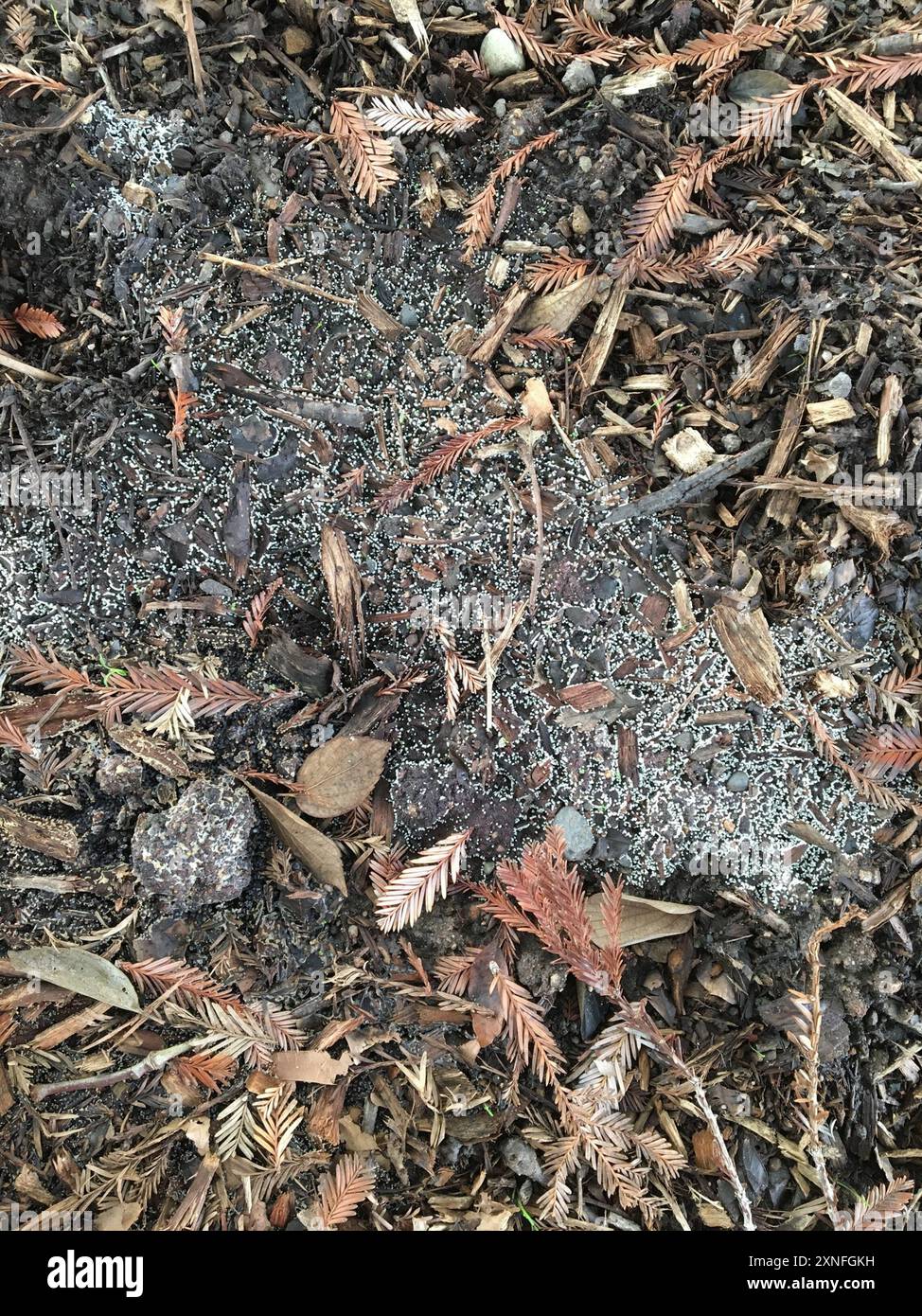 Ceratiomyxaceae hi-res stock photography and images - Alamy