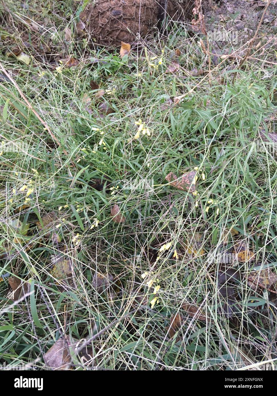 Perennial Wall-rocket (Diplotaxis tenuifolia) Plantae Stock Photo - Alamy