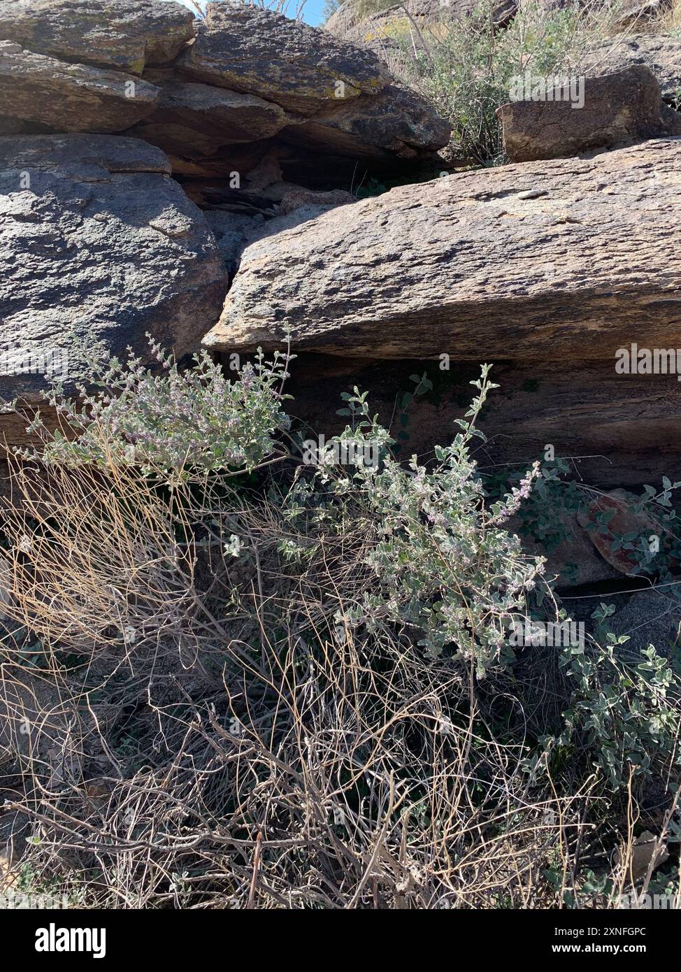 desert lavender (Condea emoryi) Plantae Stock Photo - Alamy
