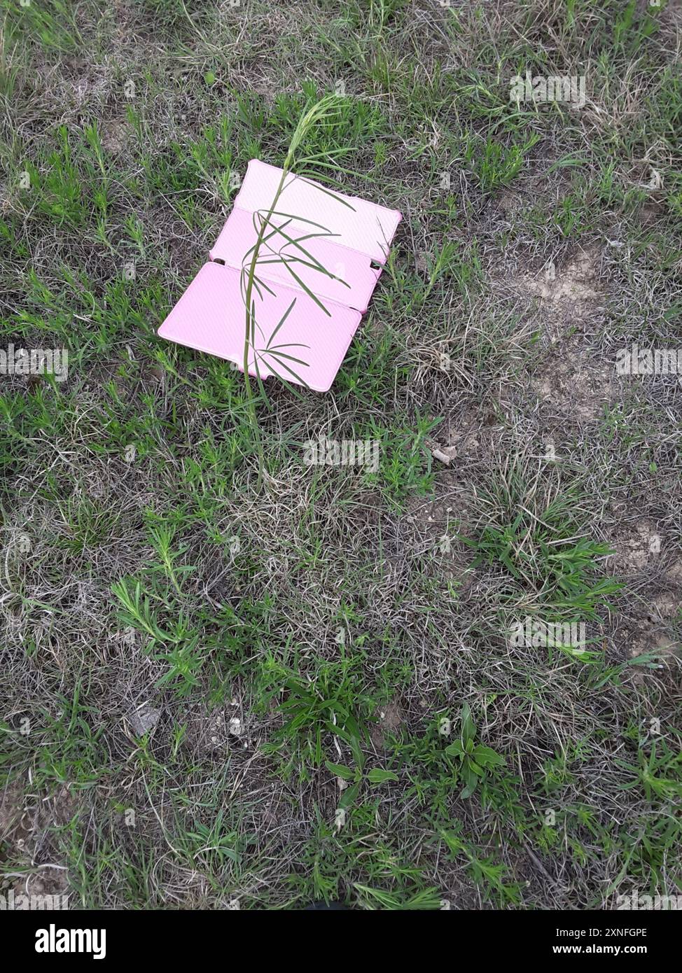 Narrowleaf Indian breadroot (Pediomelum linearifolium) Plantae Stock ...