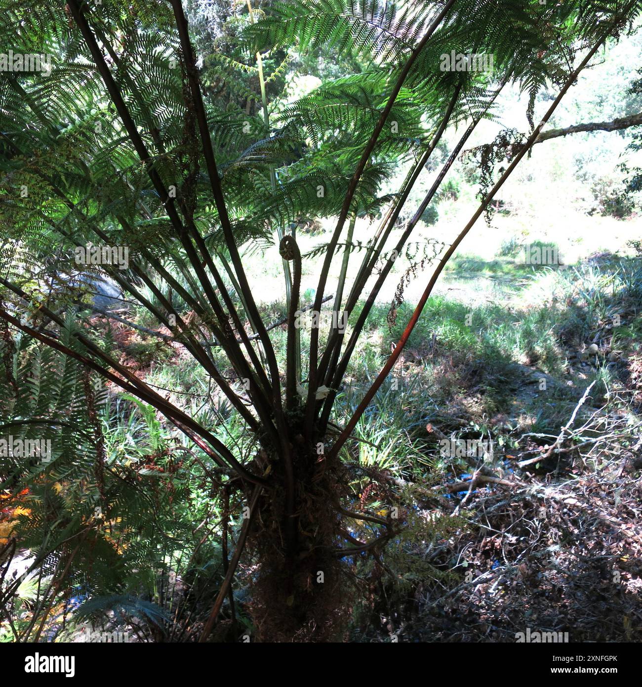 Forest Tree Fern (Cyathea capensis) Plantae Stock Photo - Alamy