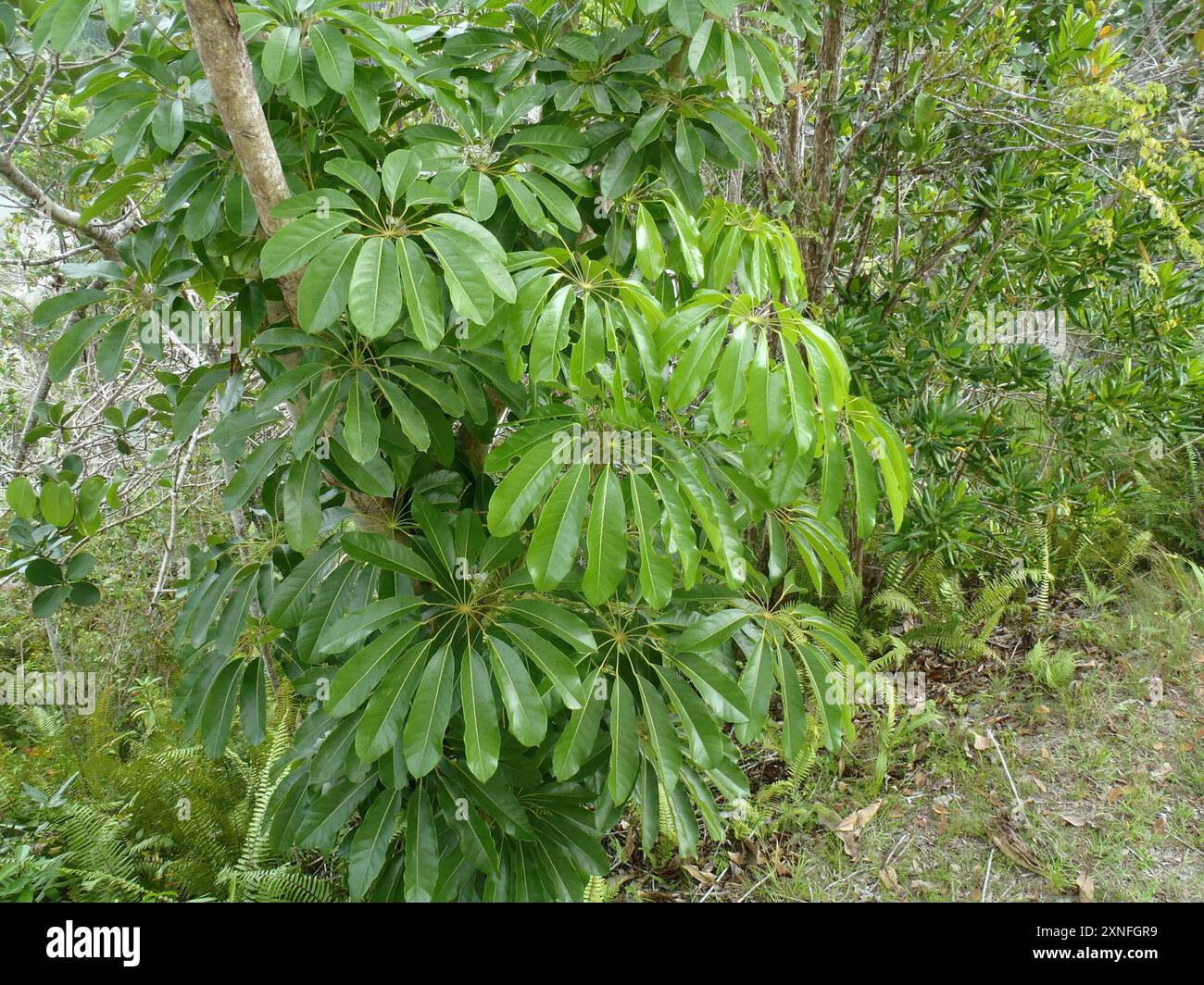 Australian Umbrella Tree (Heptapleurum actinophyllum) Plantae Stock ...