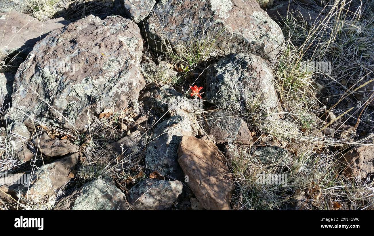 Wholeleaf Paintbrush (Castilleja integra) Plantae Stock Photo - Alamy