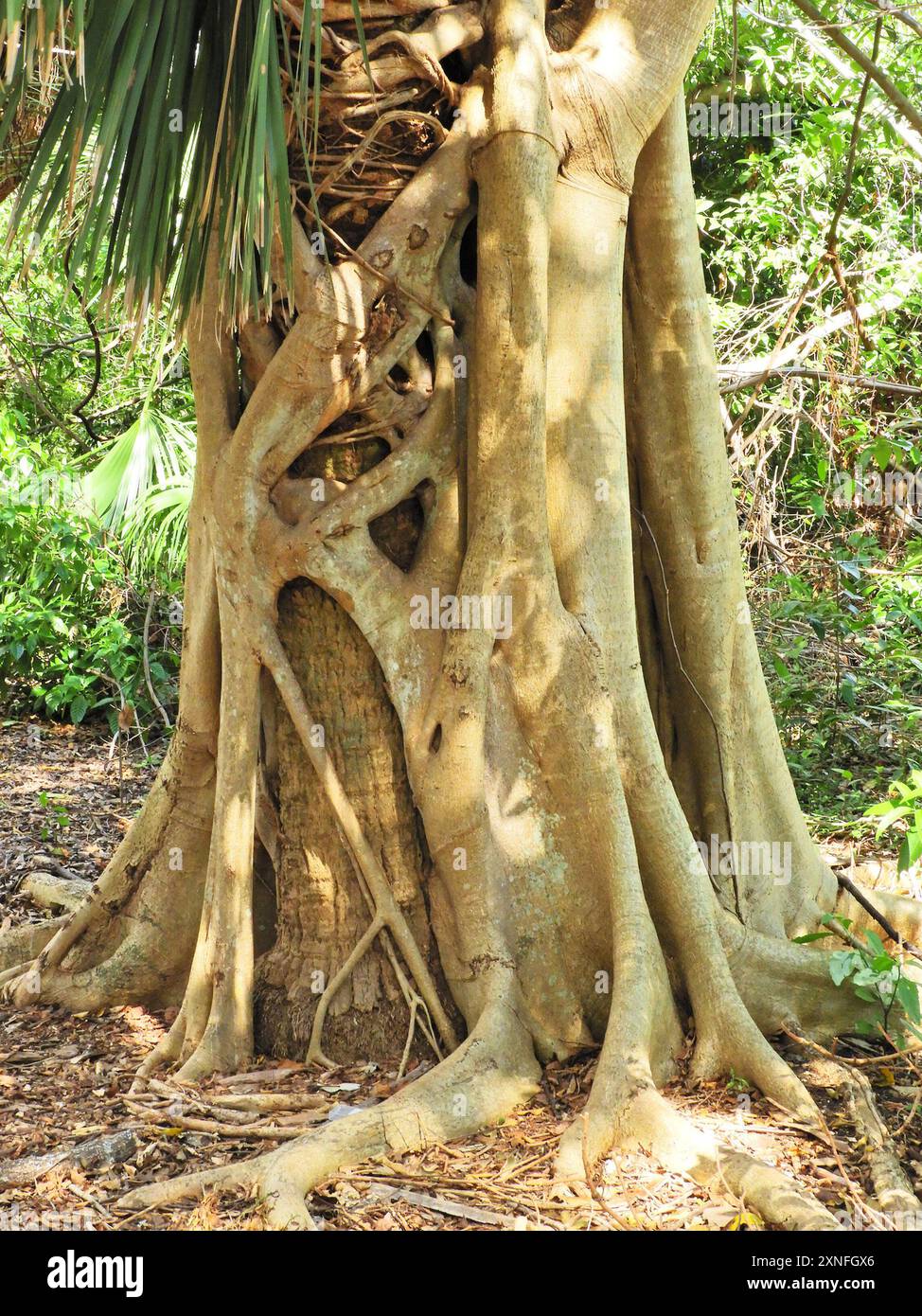 Florida Strangler Fig (Ficus aurea) Plantae Stock Photo - Alamy