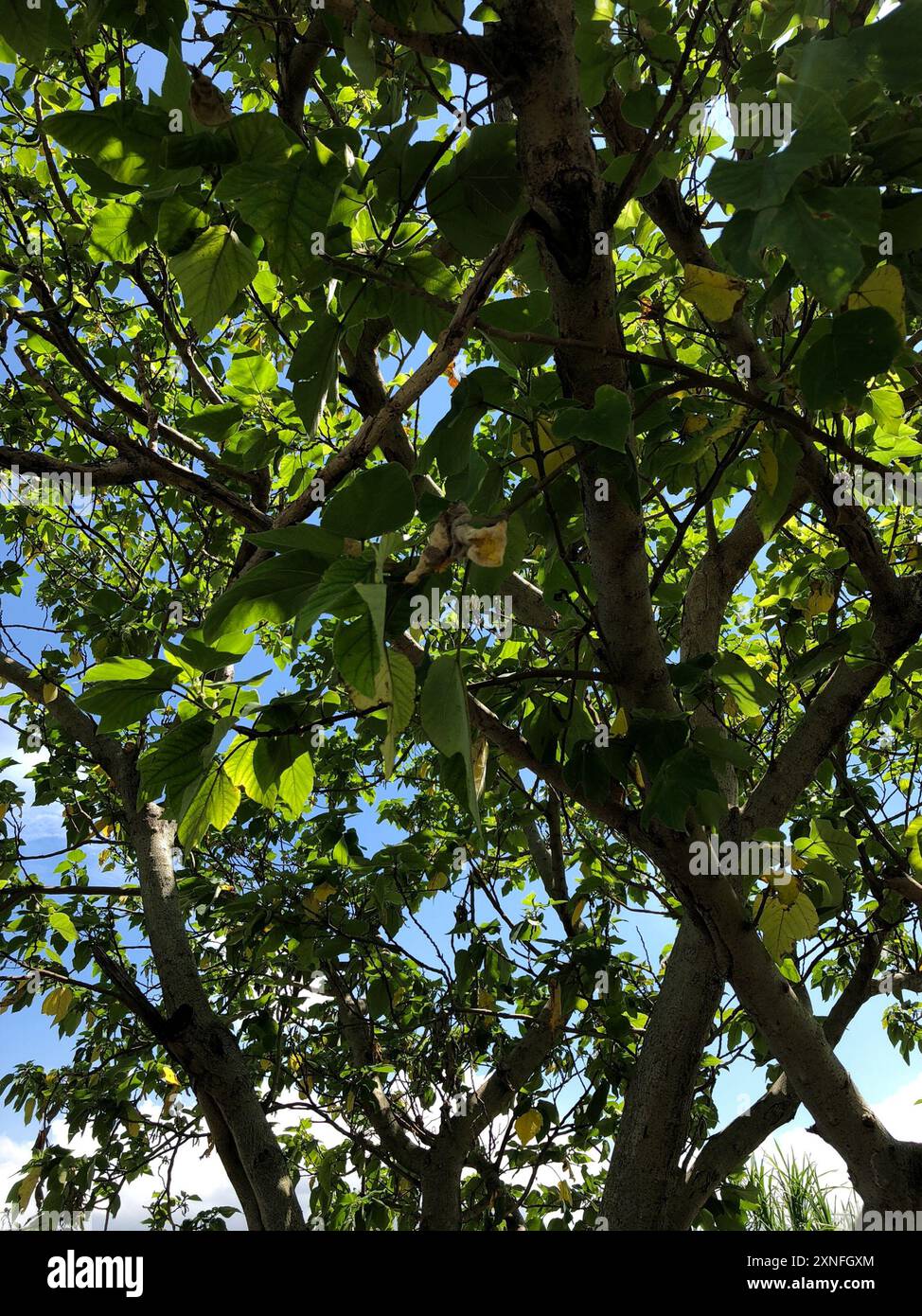 Paper mulberry (Broussonetia papyrifera) Plantae Stock Photo - Alamy