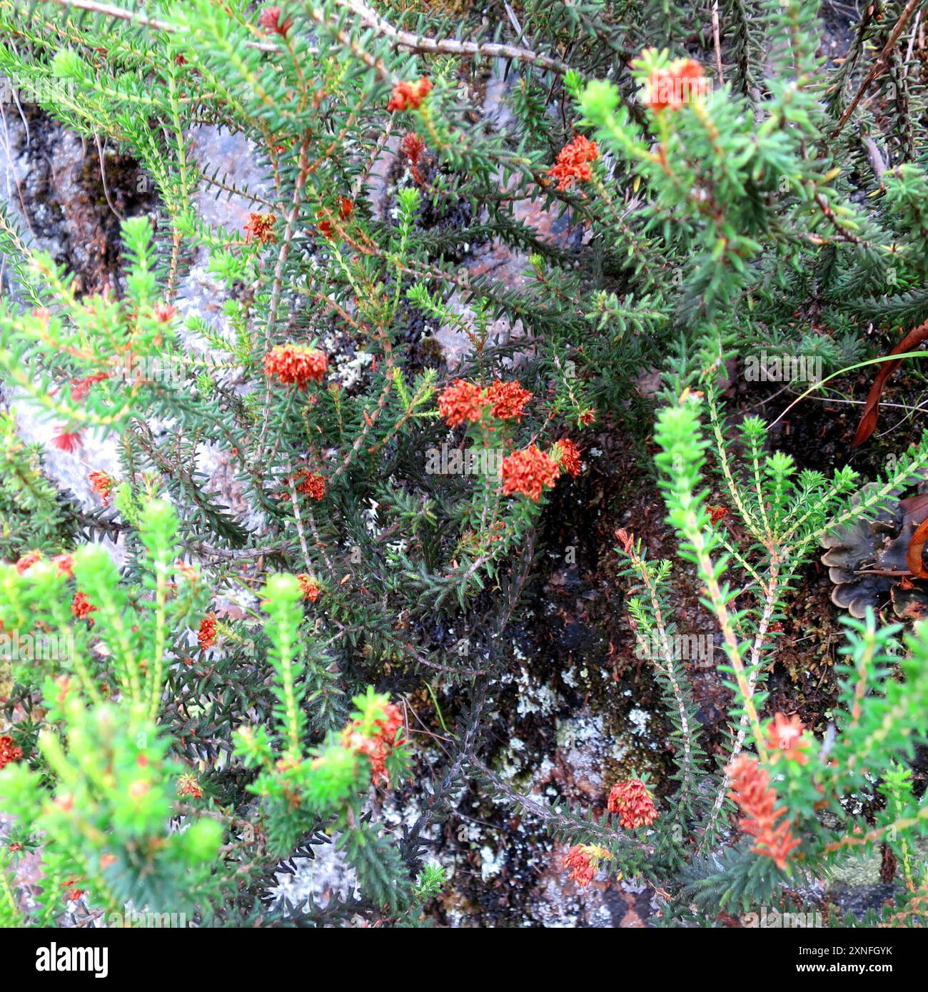 George Onecolour Heath (Erica unicolor georgensis) Plantae Stock Photo ...