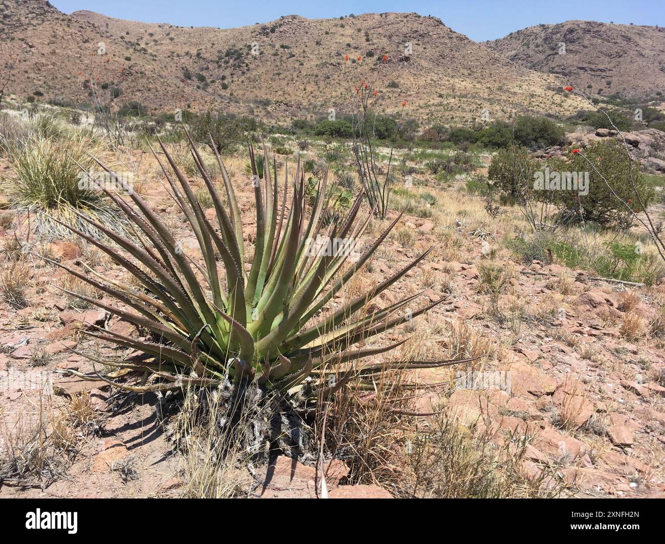 Palmers agave hi-res stock photography and images - Alamy
