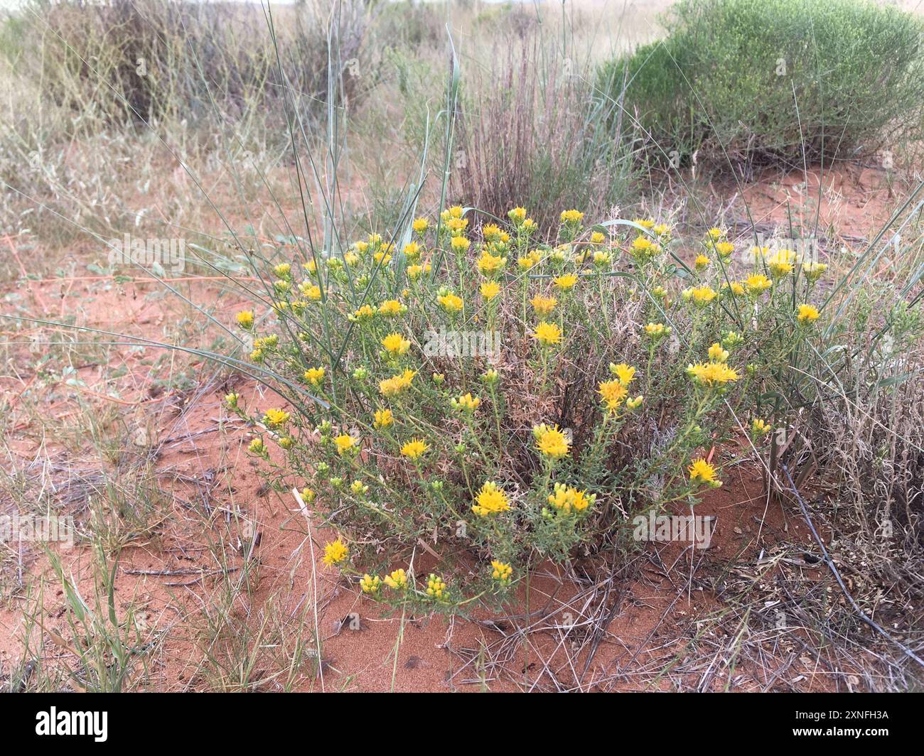 burroweed (Isocoma tenuisecta) Plantae Stock Photo - Alamy