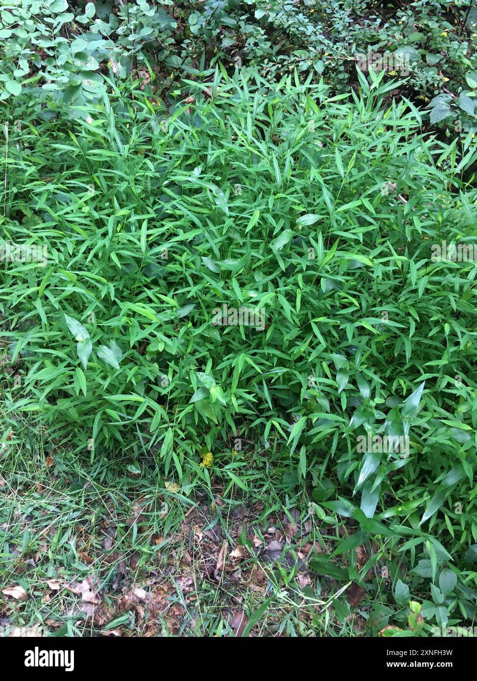 Japanese stiltgrass (Microstegium vimineum) Plantae Stock Photo - Alamy