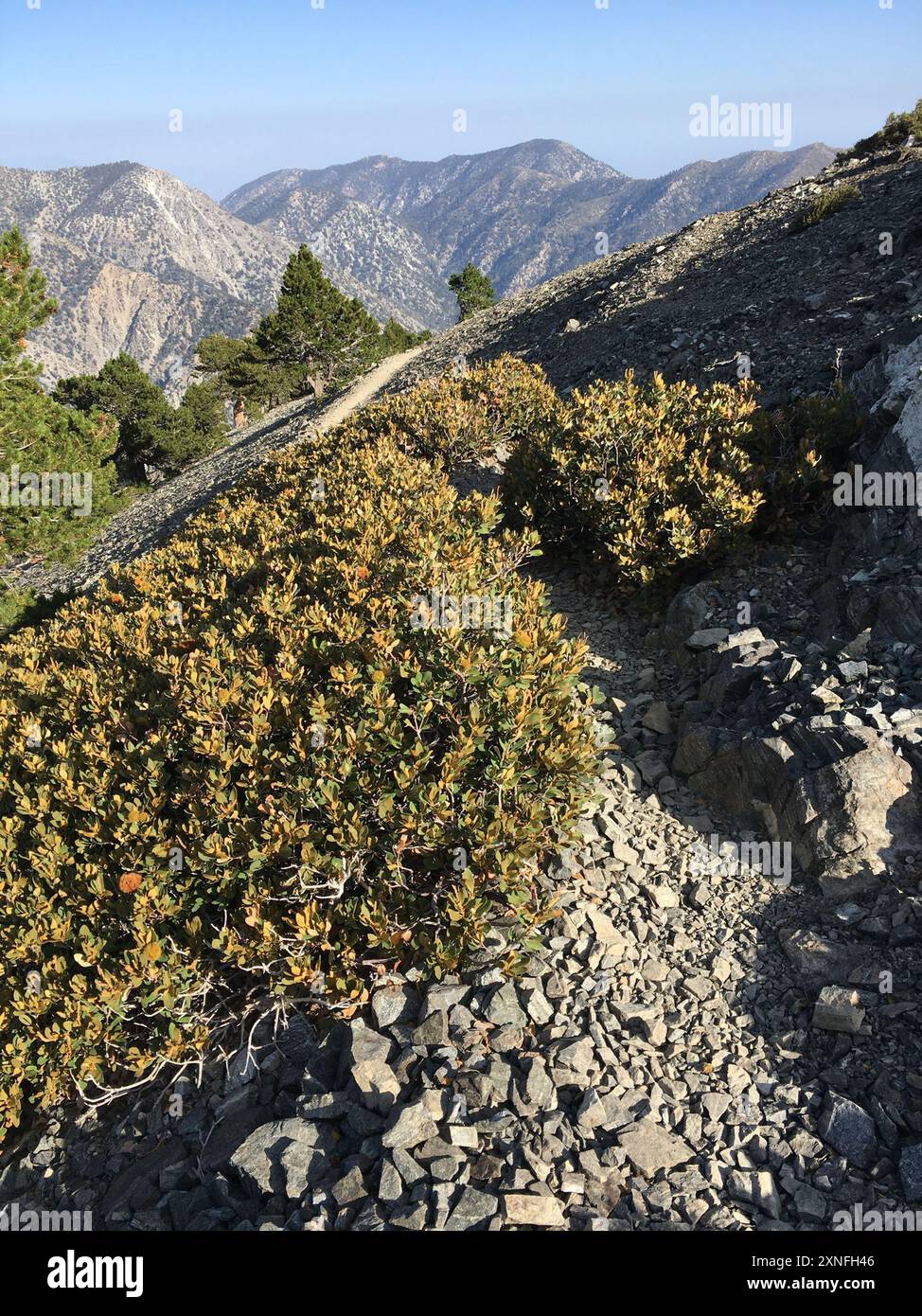 bush chinquapin (Chrysolepis sempervirens) Plantae Stock Photo - Alamy