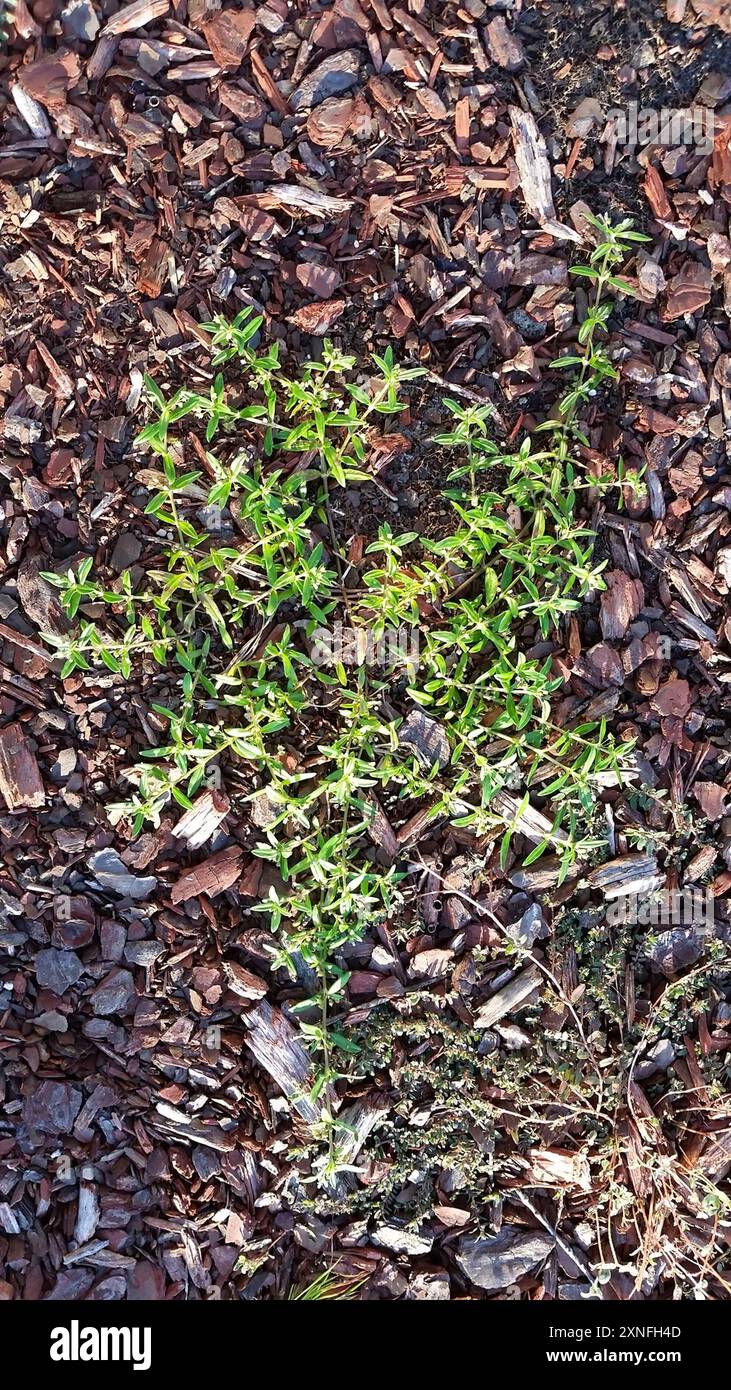 Old World Diamond Flower (Oldenlandia corymbosa) Plantae Stock Photo ...